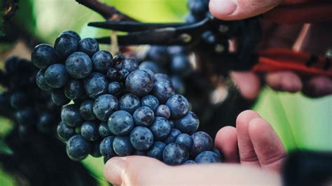 Who makes the best fizzy red wine?