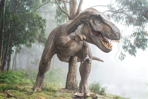 The True Size Of T Rex Was It Bigger Than We Thought Dino World