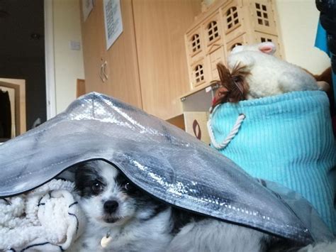 This Is Sophie In Her Nest Louisa Aspden