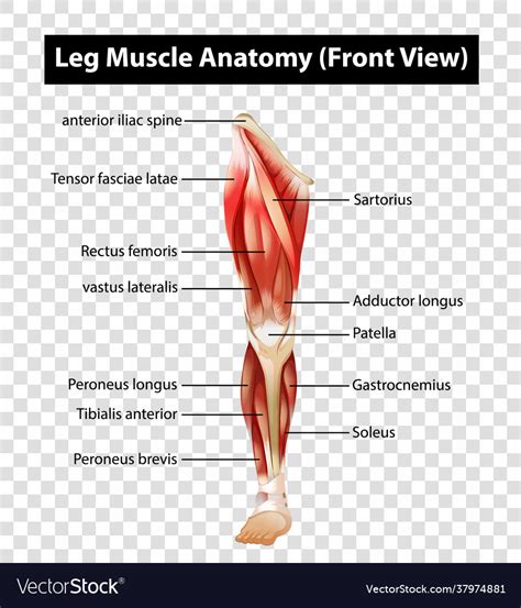 Leg Muscle Diagram