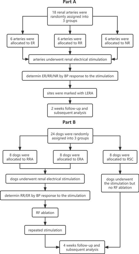 Flow Chart Of The Procedure A The Characteristics Of Renal Autonomic