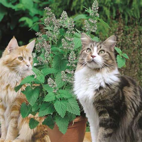 Buy A Pack Of Catnip Plants 3 Pots 5 Plant Pack Baghpk