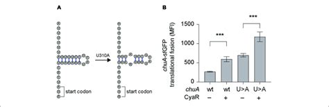 CyaR Activates ChuA Translation Independently Of A FourU