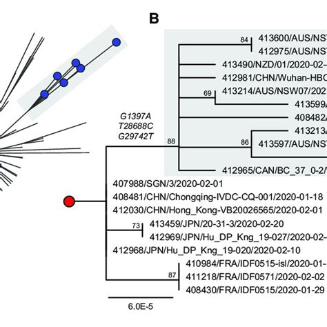 Phylogenetic Analysis Of Sars Cov 2 Genome Sequences Highlighting A