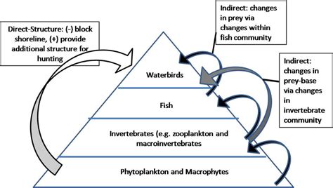 A Suite Of Direct And Indirect Ecological Effects Associated With The