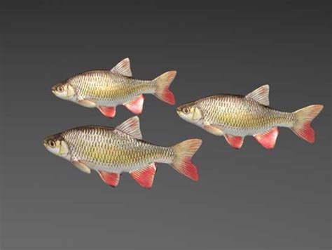 3d Barbel