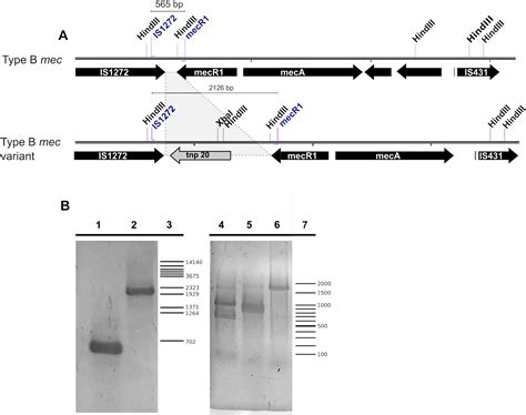 Phenotypic And Molecular Characterization Of Staphylococcus Aureus Isolates Conducted In Nares