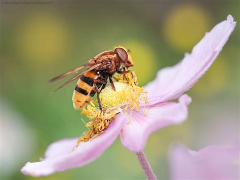 Hornet Mimic Hoverfly By Swmahy Ephotozine