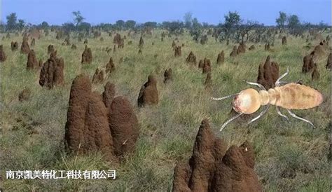 新型吡蟲啉懸浮劑的創研及效用南京凱美特化工科技有限公司 每日頭條