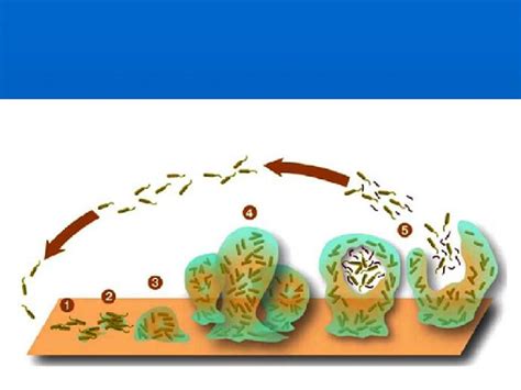 细菌生物被膜相关感染 Word文档在线阅读与下载 无忧文档