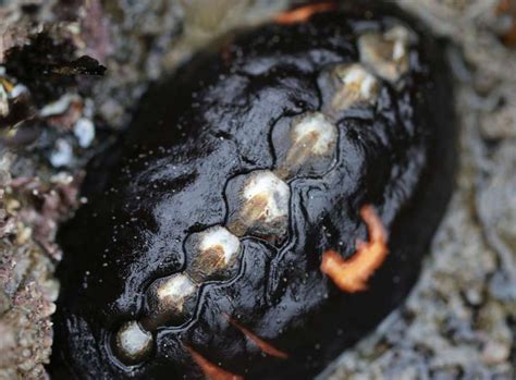 Mollusks Examples Pictures And Facts Different Types Of Mollusks