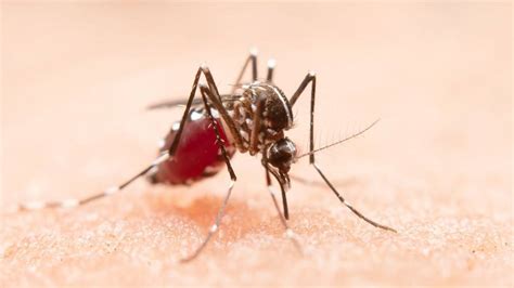 Leishmaniose saiba os riscos da doença e como se prevenir Viva Saúde