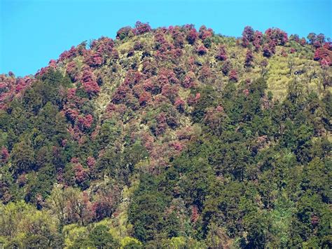 Quercus Semecarpifolia Trees And Shrubs Online