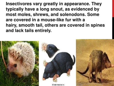 Examples Of Insectivores