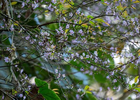 Cratoxylum Formosum Hypericaceae
