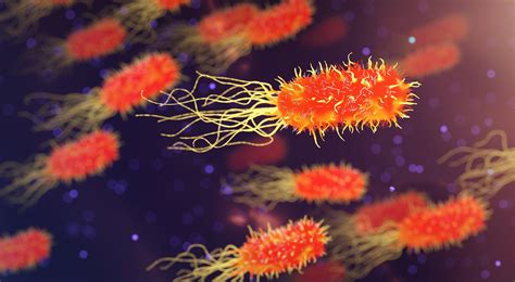 Bacillus Cereus