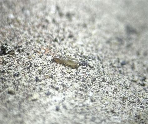 What Are Those Tiny Critters Kinda Hard To See To The Naked Eye Hanging Around And Under My