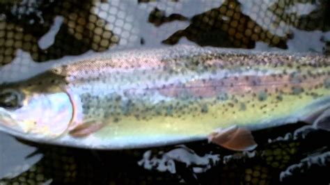 North Georgia Mountains Fly Fishing For Beautiful Trout Hd Youtube