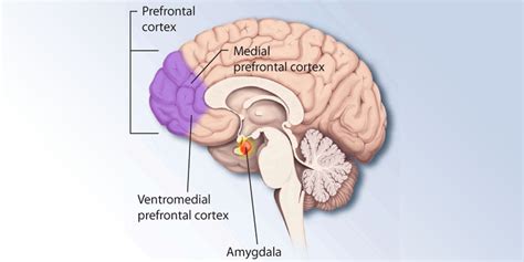 Ventromedial Prefrontal Cortex And Orbitofrontal Cortex