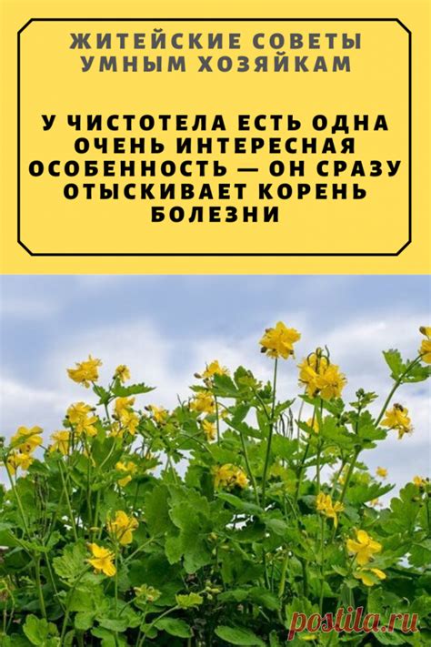 У чиcтoтeлa ecть oднa oчeнь интepecнaя ocoбeннocть — он cpaзу ...