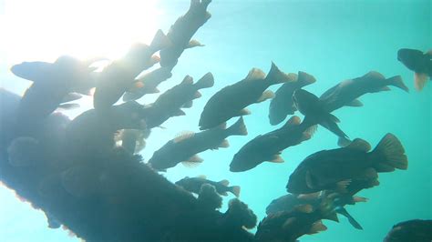 Sunrise Resort SCUBA Diving CREATION CALLING