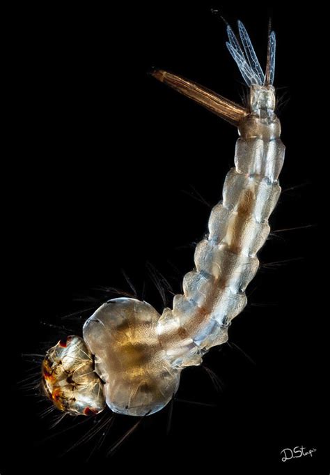 Freshwater Microscopic Creatures Microworlds Photography