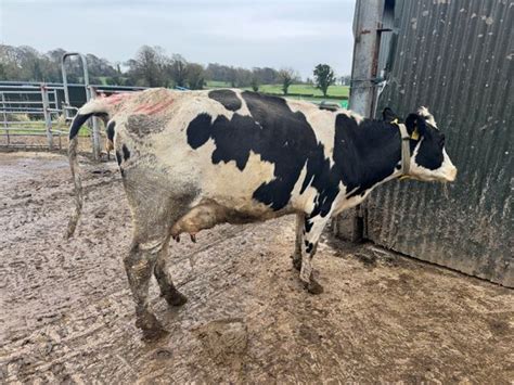 Fresh Calved Milking Heifers And Young Cows For Sale In Co Down For €
