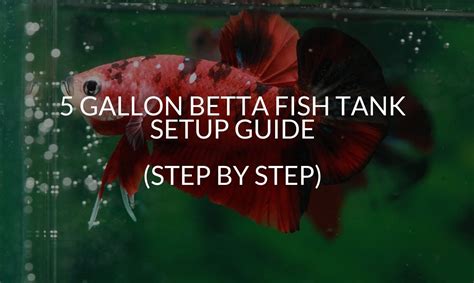 5 Gallon Betta Fish Tank Setup Guide Step By Step Betta Care Fish Guide
