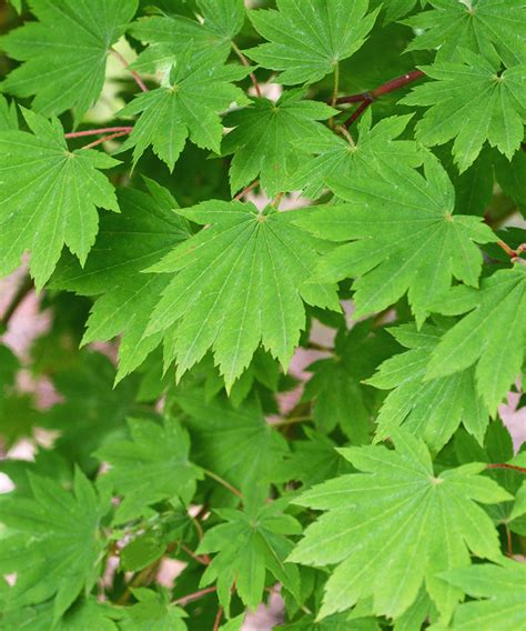 コハウチワカエデ苗木販売植木買うならグリーンロケット