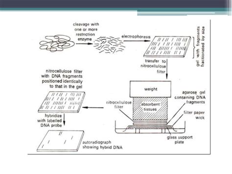 Nucleic Acid Hybridization Pptx Chemistry Science