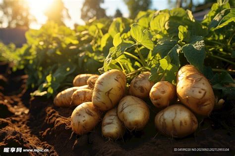 土豆 摄影图蔬菜生物世界摄影图库昵图网