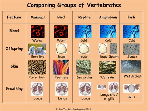 Classification Lesson Plan And Worksheets Teaching Resources Classification Lesson Plan And Worksheets Teaching Resources