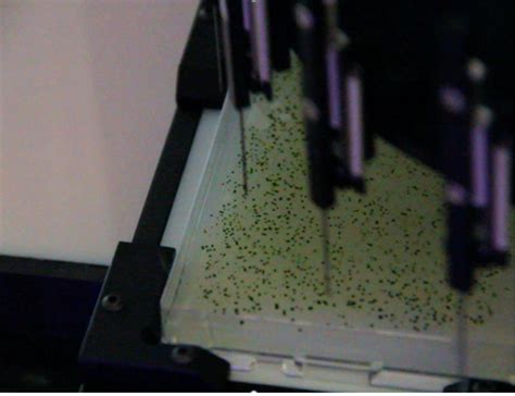Mutant Algae Robot Ucr News Uc Riverside