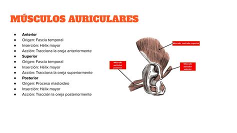 SOLUTION M Sculos De La Cabeza Y Cuello Studypool