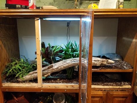 Need Some Assistance With Bioactive Setup Details In Comments R Ballpython