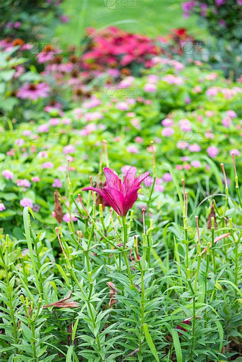 百合花中的百合