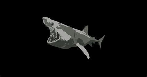 Basking Shark Basking Shark Sticker Teepublic