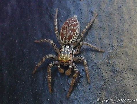 Dimorphic Jumper Maevia Inclemens Bugguidenet