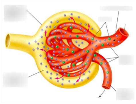 Diagram Of Glomerulus Gfr And Clearance Glomerular Filtration