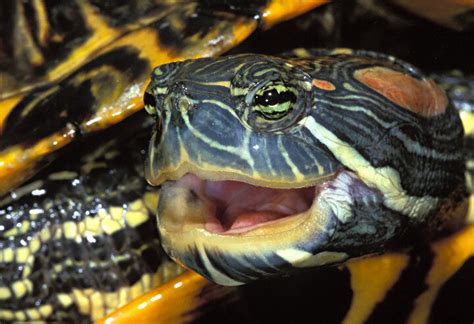Red Eared Slider Regents Nature Guide