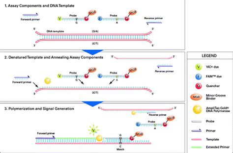 Targeted Snp Genotyping Using The Taqman® Assay Springerlink