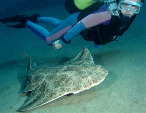 Guide To Different Types Of Sharks HubPages