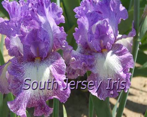 Tall Bearded Iris L South Jersey Iris