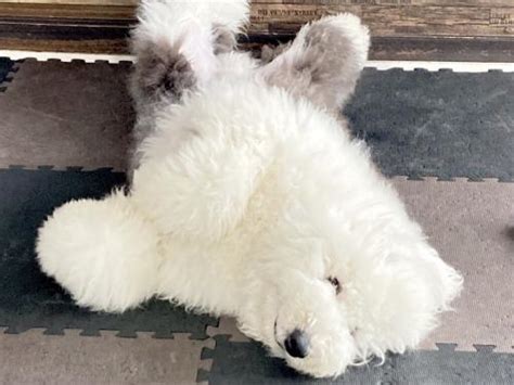 圧倒的フワフワ感！ シャンプーしたてのモフモフ犬に「とにかく触りたい」の声殺到 Starthome