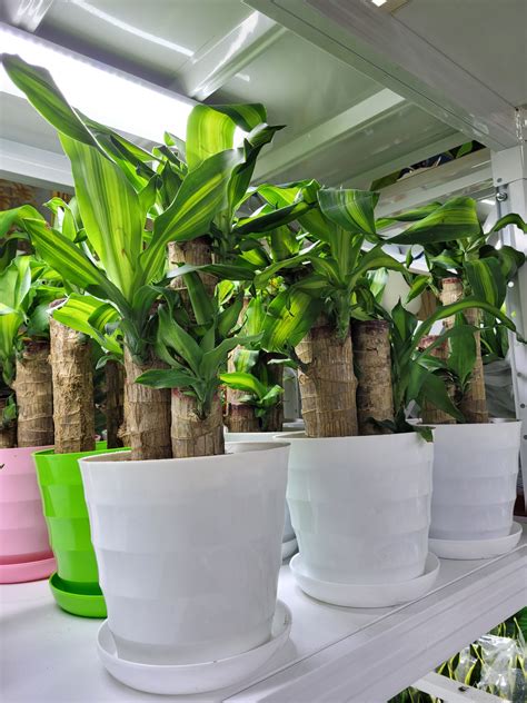 Аз жаргалтай цэцэгс Added A New Photo Аз жаргалтай цэцэгс