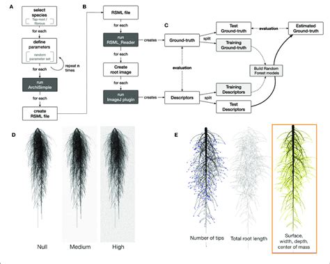 Overview Of The Workflow Used In This Study A Generation Of Root Download Scientific