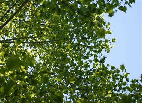 Tulip Tree Cape Cod Native Plants