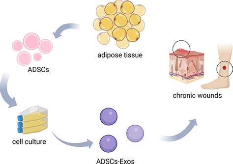 The Production And Applications Of Adscs Exos Extracted From Adipose