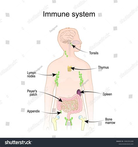 Immune Lymphatic Systems Human Anatomy Human Stock Vector Royalty Free