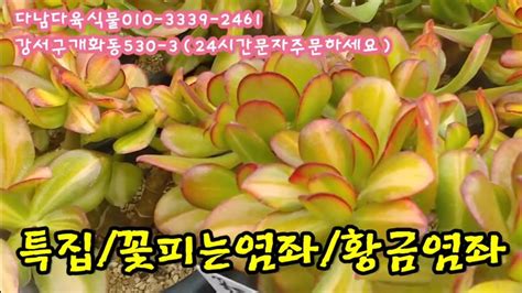 특집꽃피는염좌황금염좌사과꽃 다남다육식물010 3339 2461 Youtube